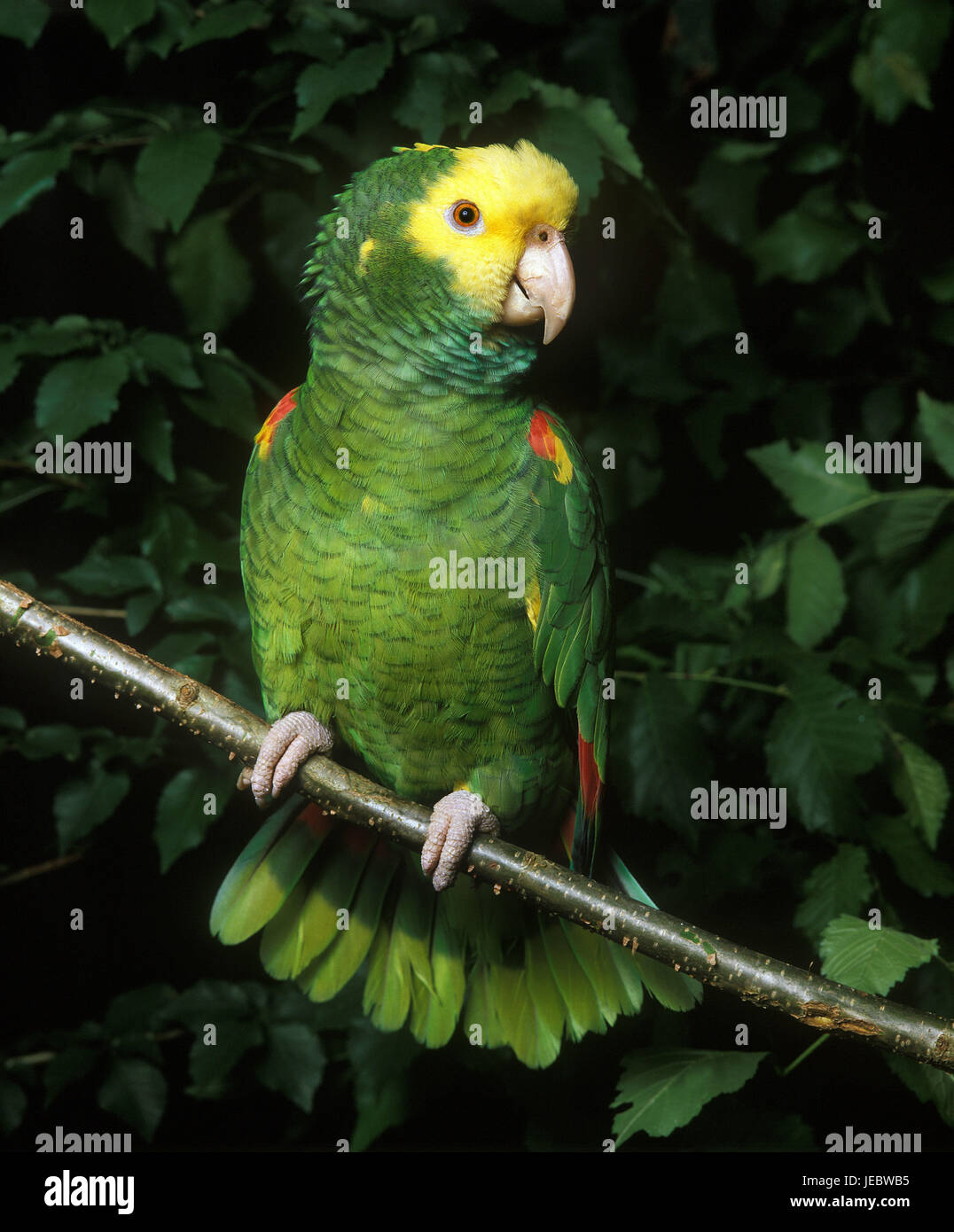 Yellow head amazons hi-res stock photography and images - Alamy