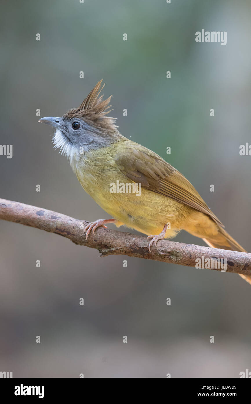 The puff-throated bulbul (Alophoixus pallidus) is a species of songbird ...