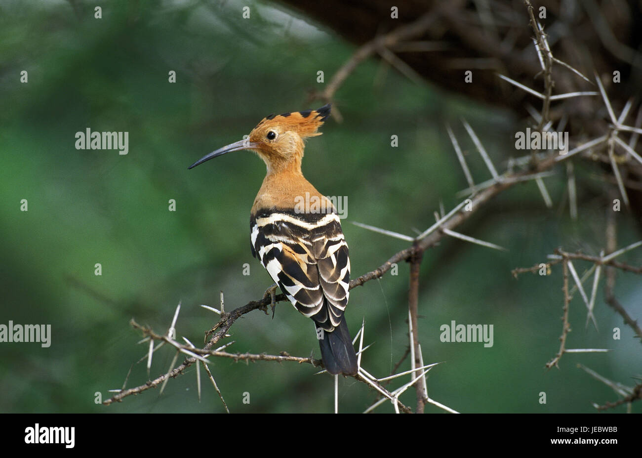 Upupa upupa hi-res stock photography and images - Alamy