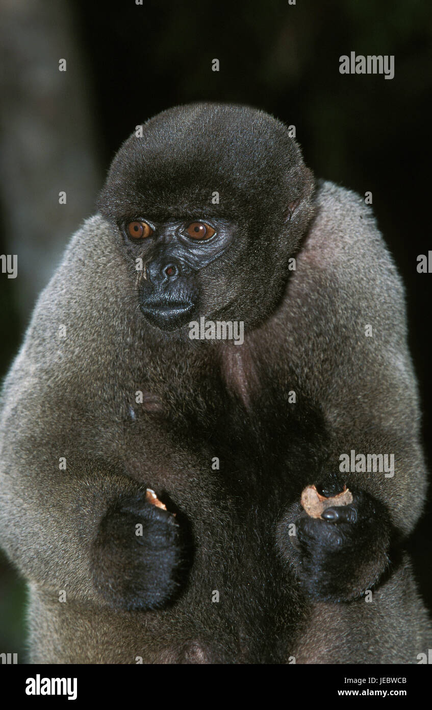 Lagothrix lagotricha lugens hi-res stock photography and images - Alamy