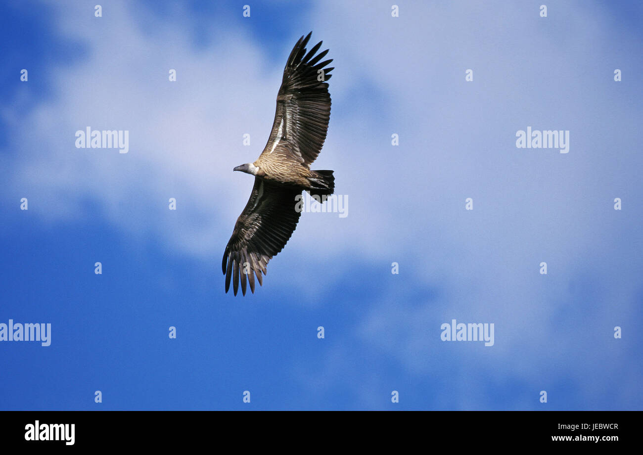 White back vulture in the flight, Gyps africanus Stock Photo - Alamy
