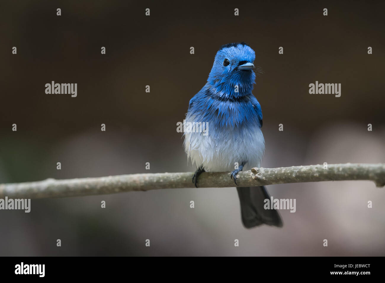 The black-naped monarch or black-naped blue flycatcher (Hypothymis ...