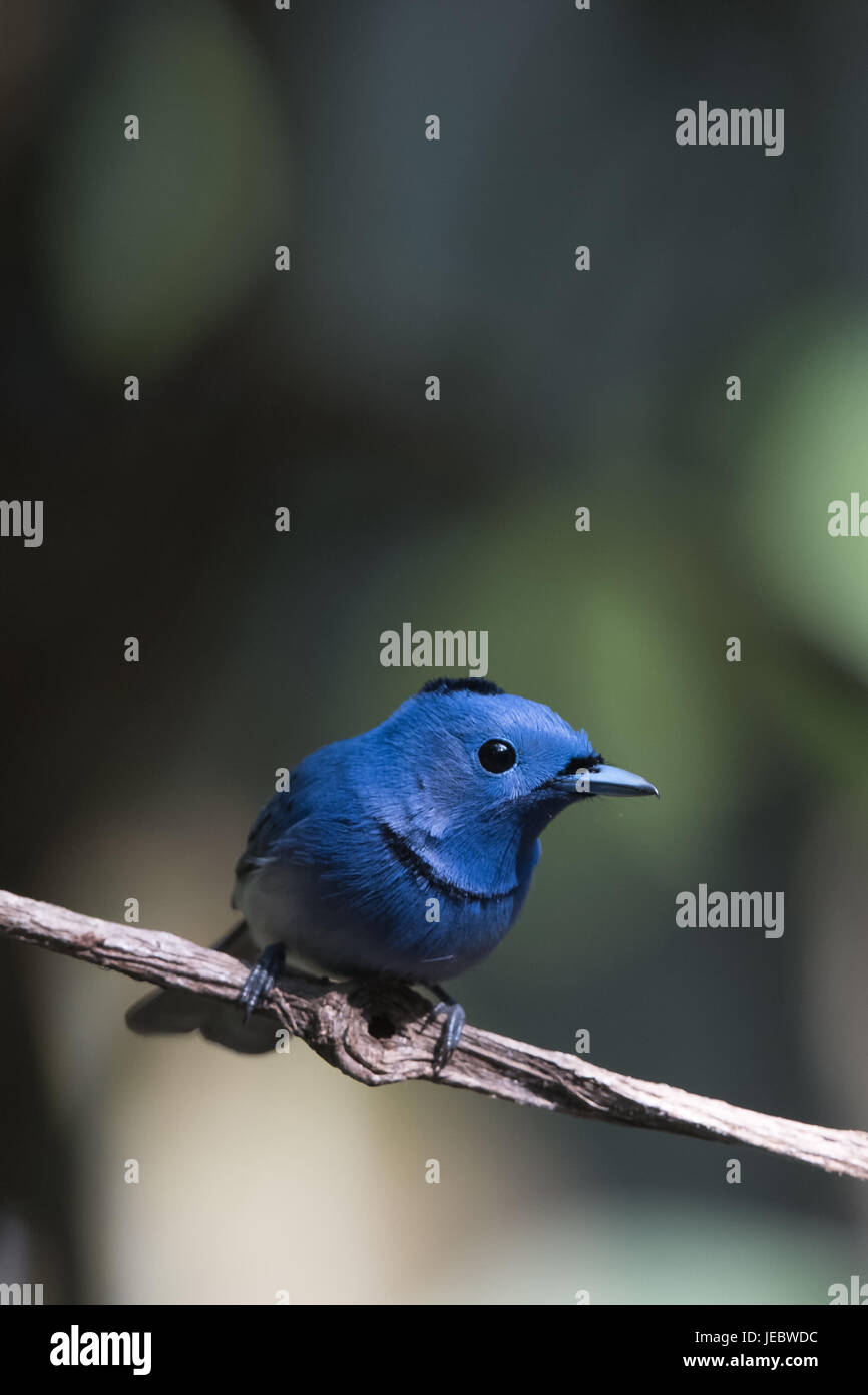 Black naped monarch hi-res stock photography and images - Alamy
