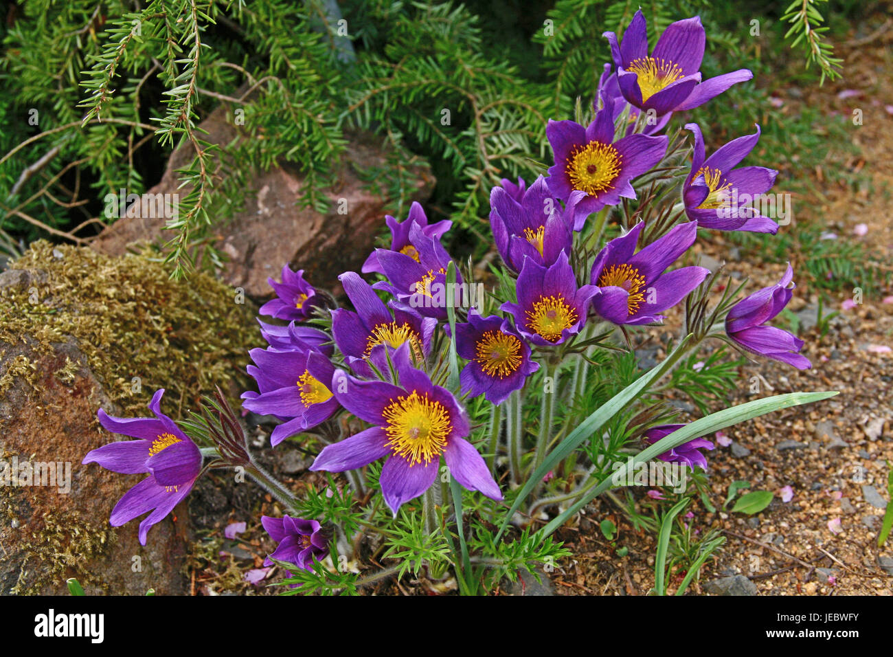Armenian cows clamp hi-res stock photography and images - Alamy