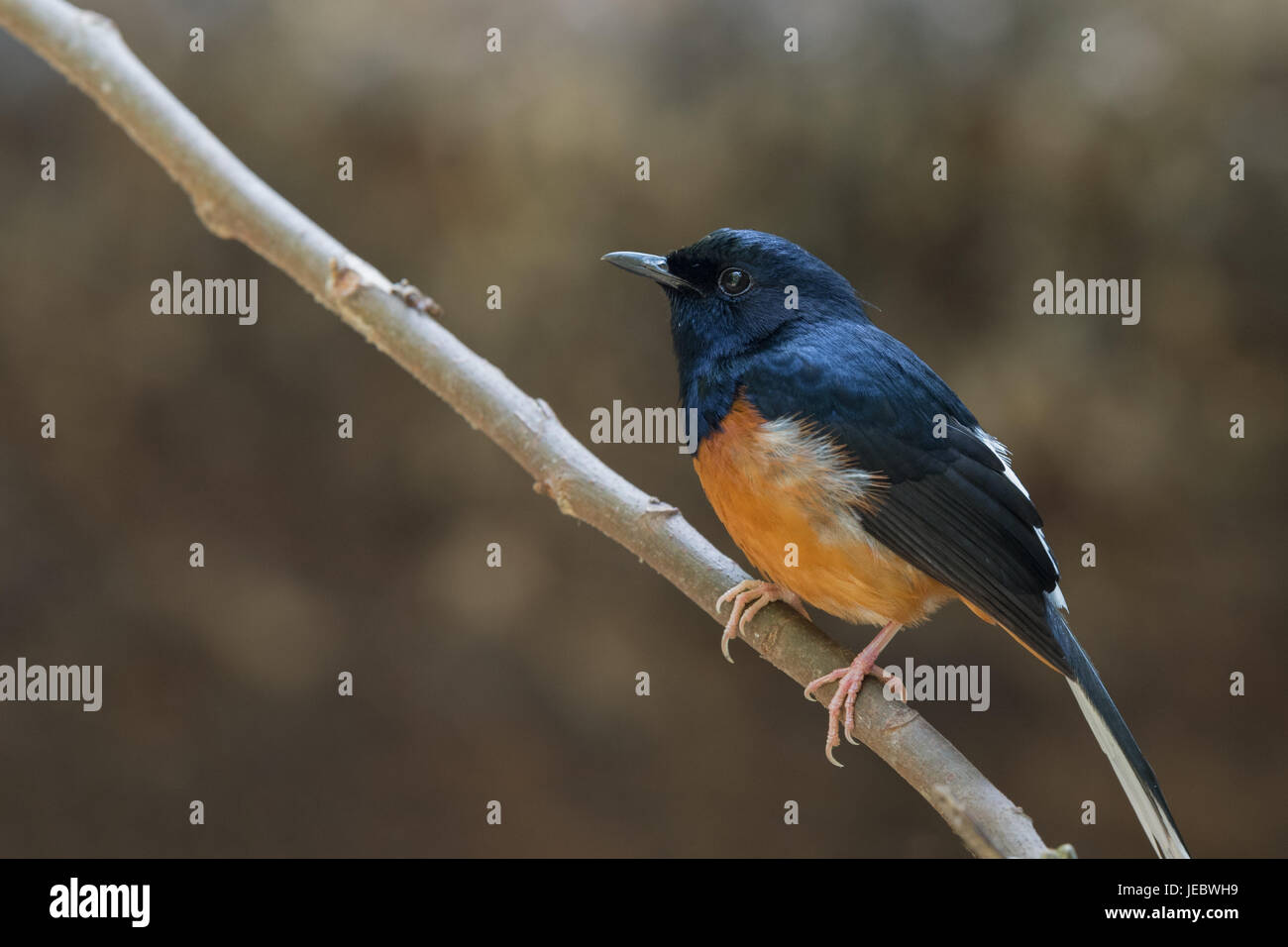 White-rumped shama (Copsychus malabaricus) male in from Kaeng Krachan ...