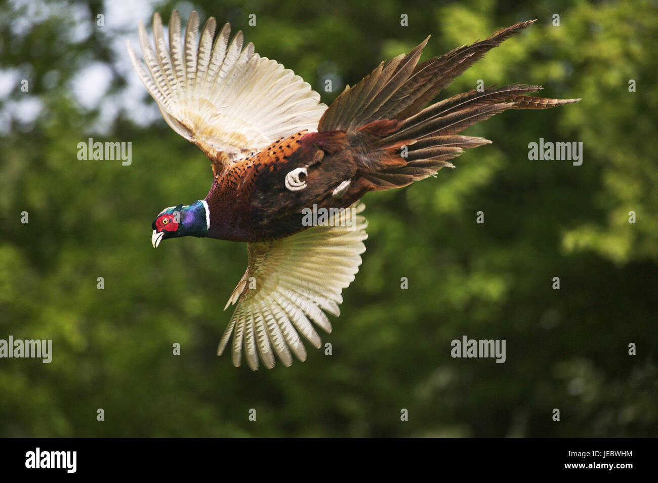 Vogels kinds hi-res stock photography and images - Alamy