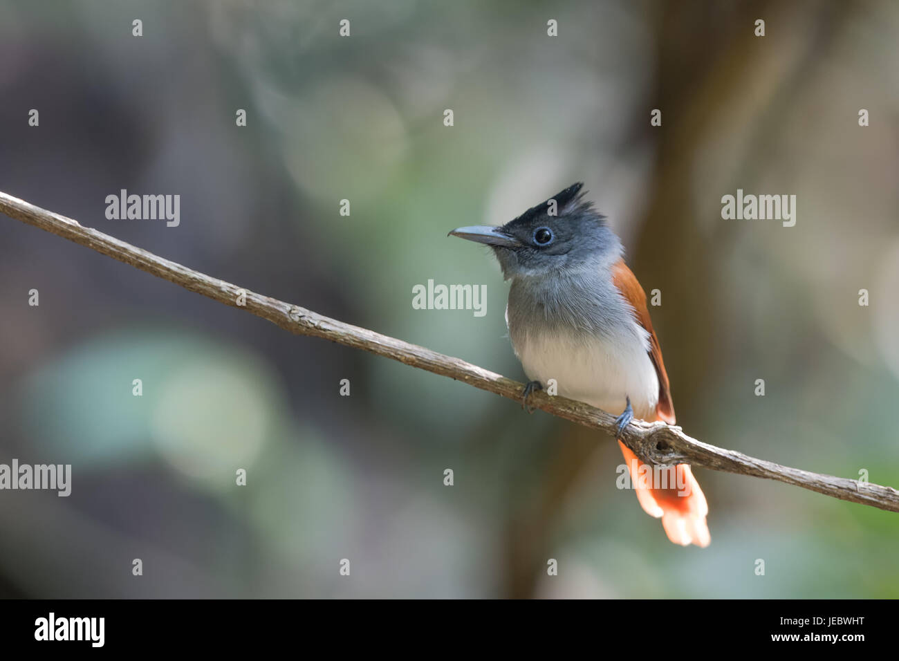 Blyths blyths hi-res stock photography and images - Alamy