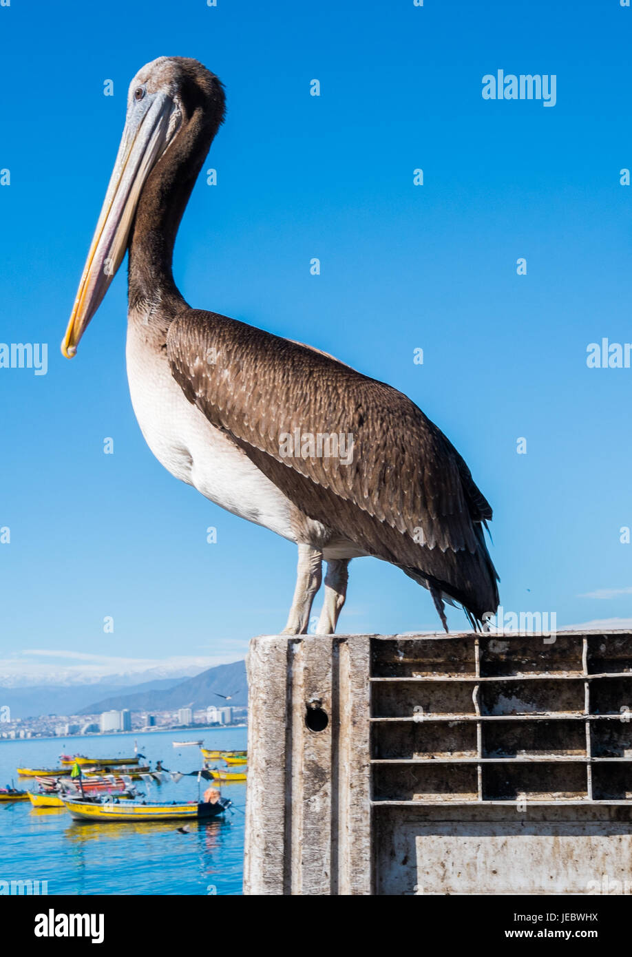 Coquimbo chile wildlife ocean animal hi-res stock photography and ...