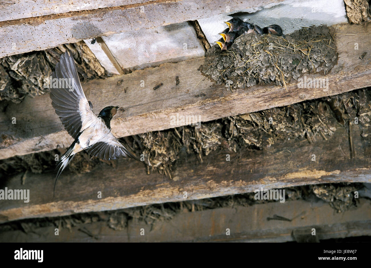 Barn swallow nests hi-res stock photography and images - Alamy