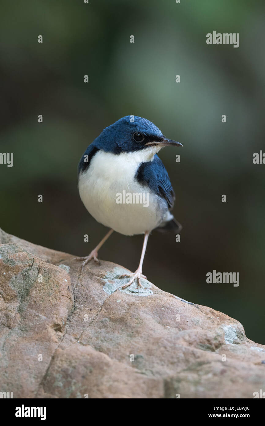 The Siberian blue robin (Larvivora cyane) is a small passerine bird ...