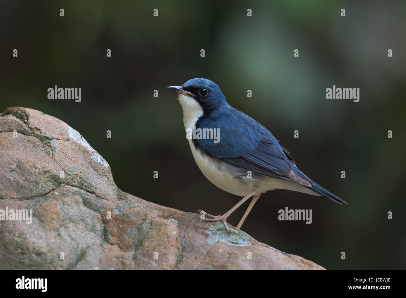 The Siberian blue robin (Larvivora cyane) is a small passerine bird ...