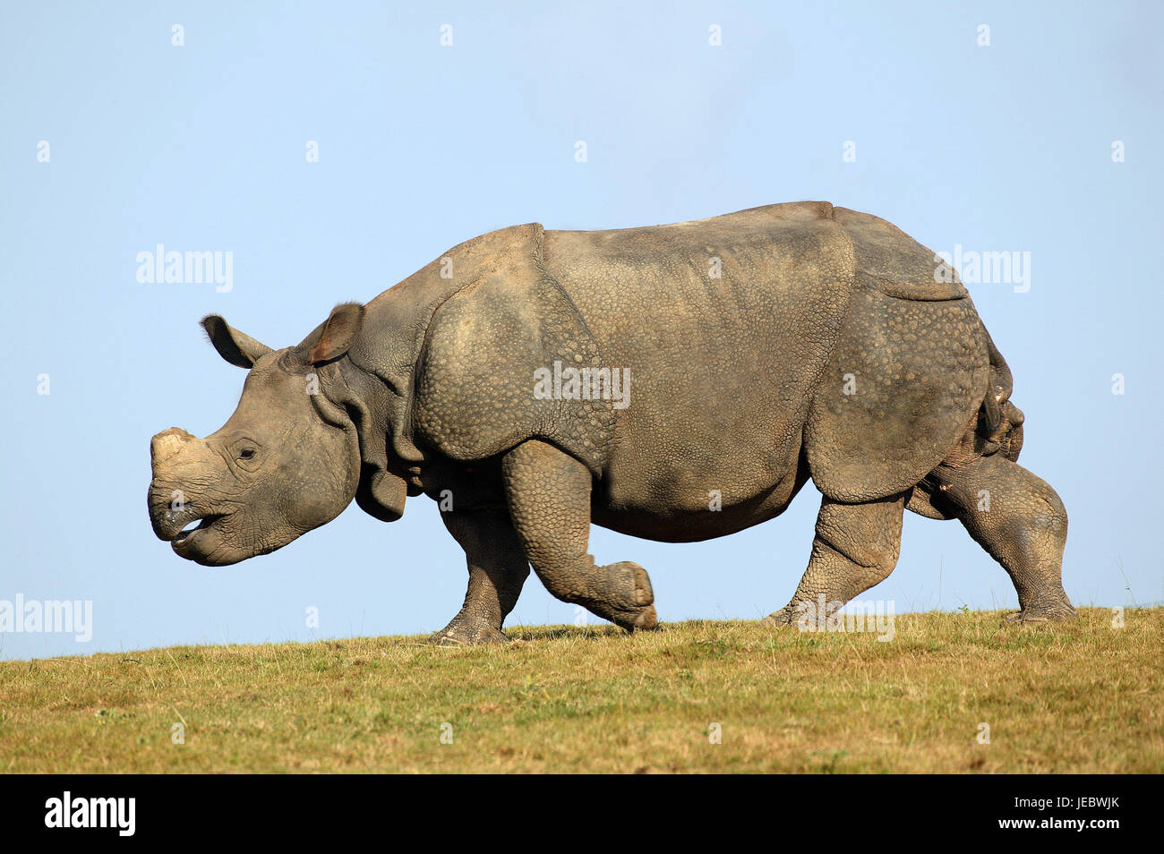 Indian rhinoceroses hi-res stock photography and images - Alamy