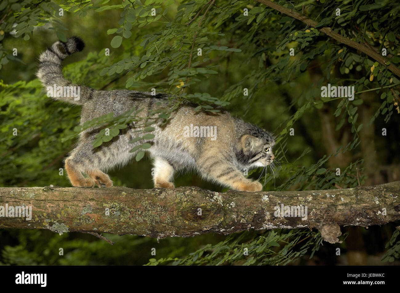 Otocolobus manul hi-res stock photography and images - Alamy