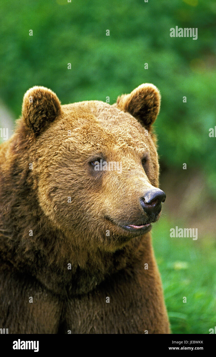 Close up portrait brown bear hi-res stock photography and images - Alamy