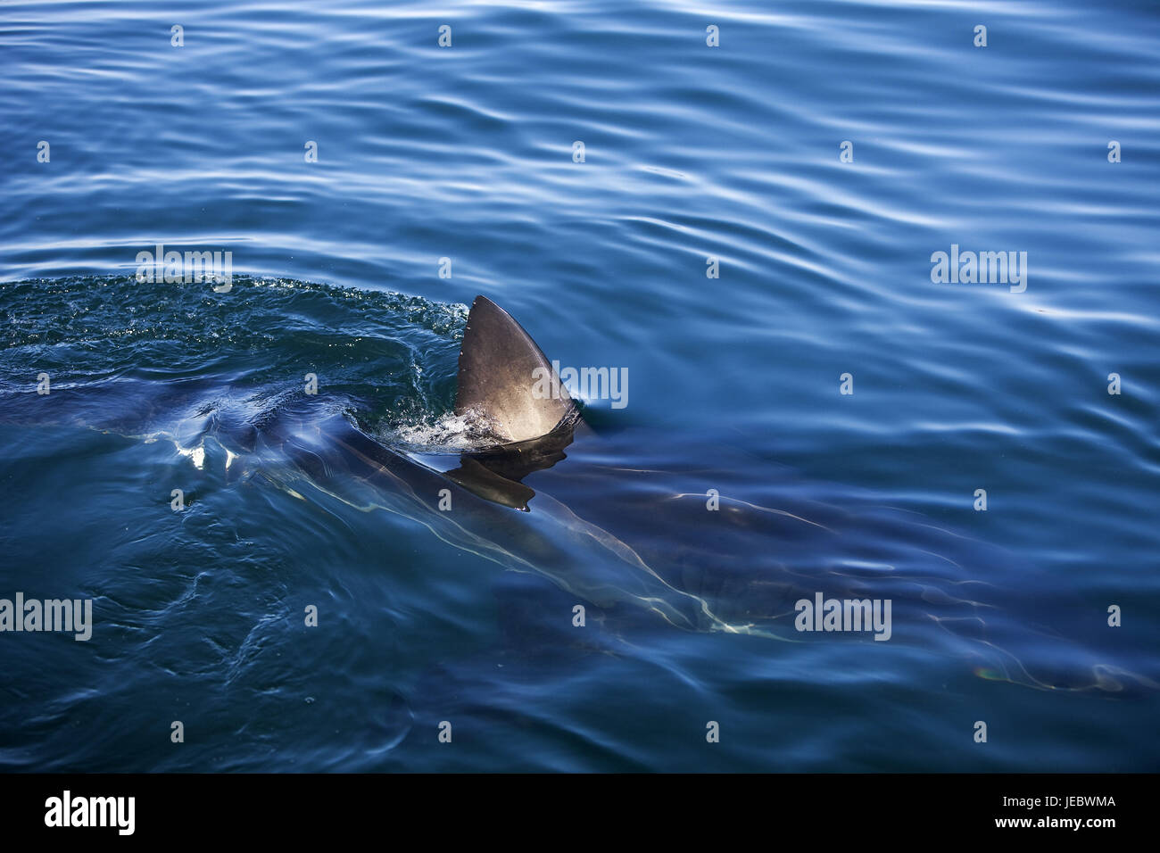 Shark Top Fin Water 10 Interesting Facts About Whale Sharks | Cancun