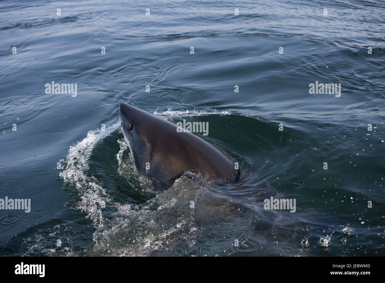 Carcharodon carcharias hi-res stock photography and images - Alamy