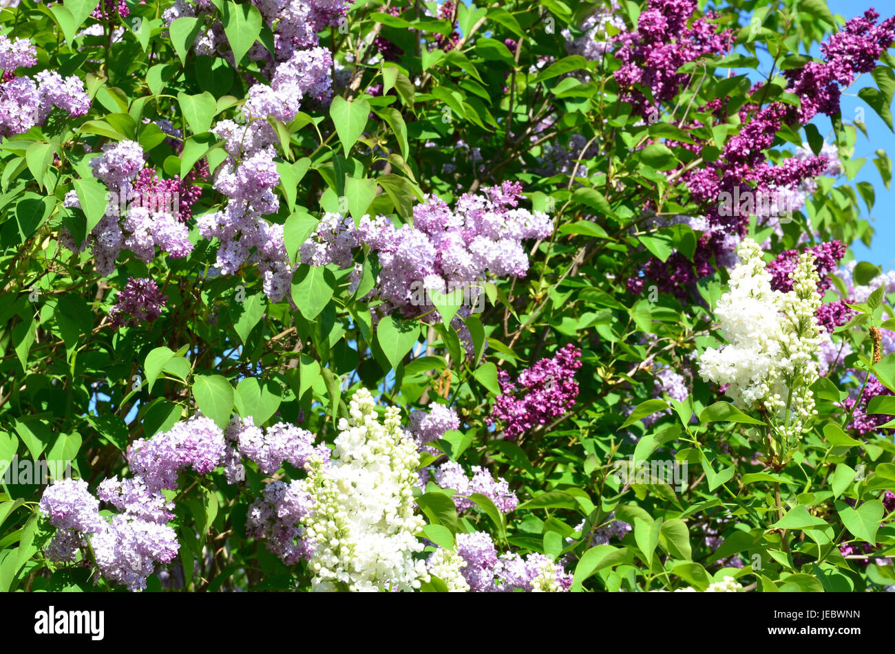 Lilac shrub, multicolored Stock Photo - Alamy