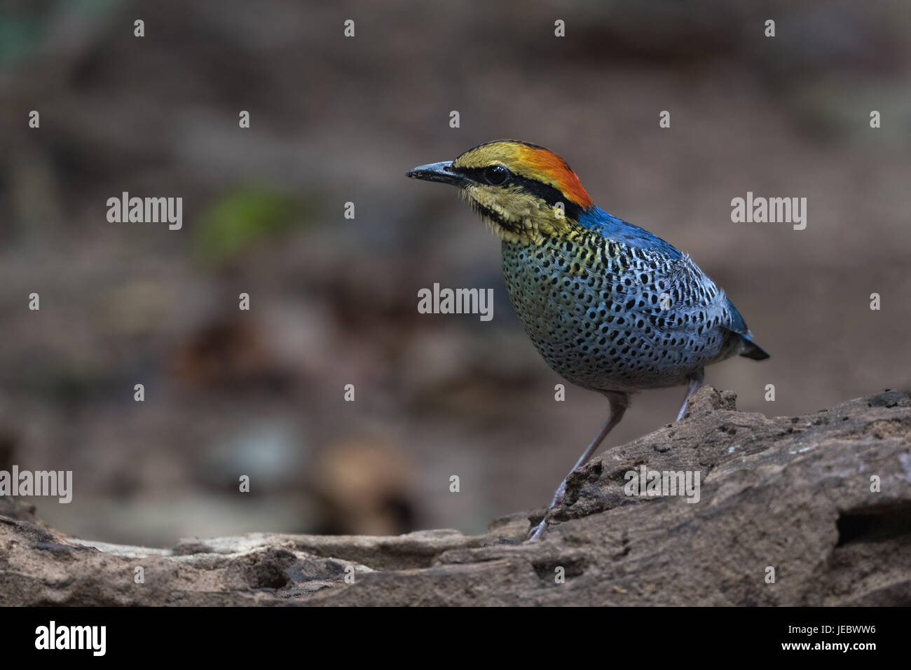 Pitta family pittidae hi-res stock photography and images - Alamy