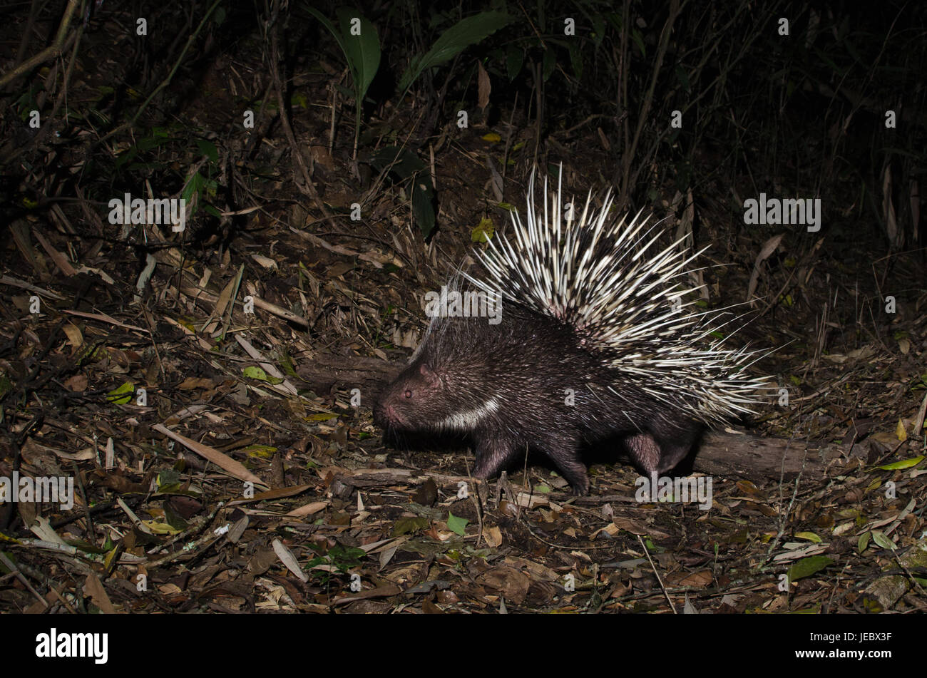 The Malayan porcupine or Himalayan porcupine (Hystrix brachyura) is a ...
