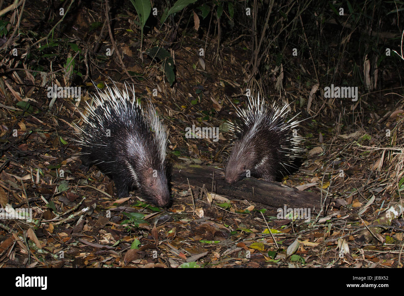 The Malayan porcupine or Himalayan porcupine (Hystrix brachyura) is a ...