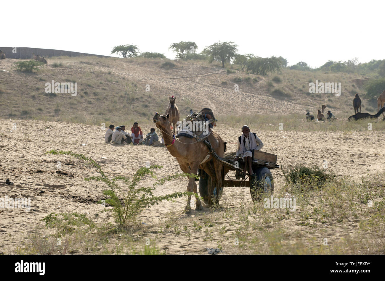 Camel carts in the desert hi-res stock photography and images - Alamy