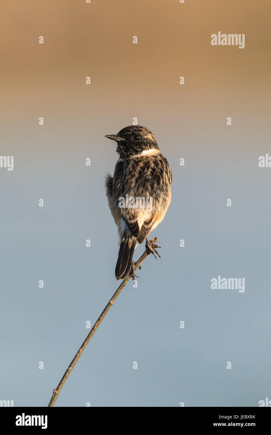 Siberian stonechat hi-res stock photography and images - Alamy