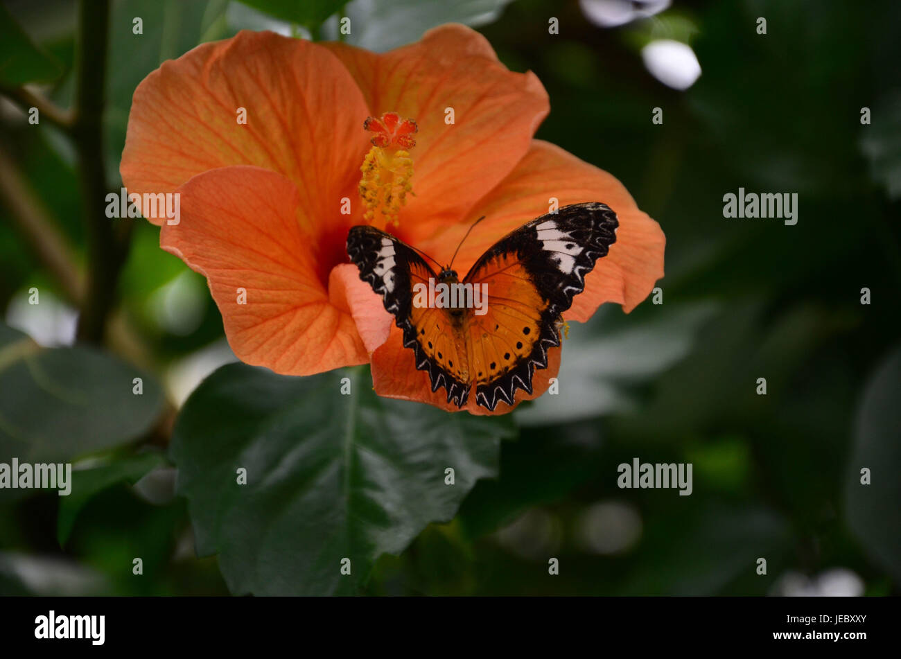 Little one monarch hi-res stock photography and images - Alamy