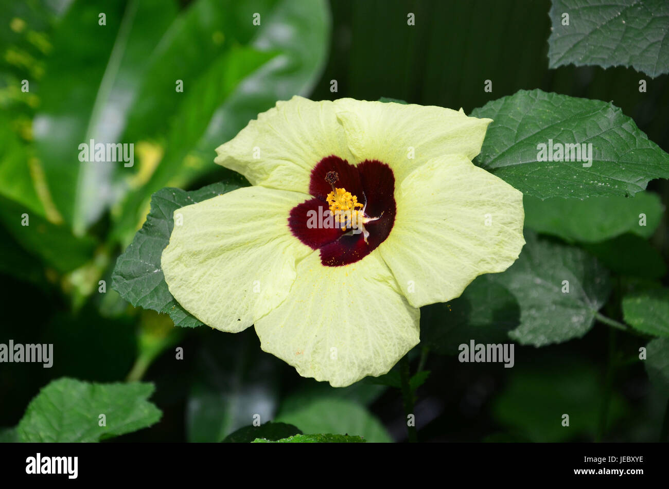 Black hibiscus hi-res stock photography and images - Alamy