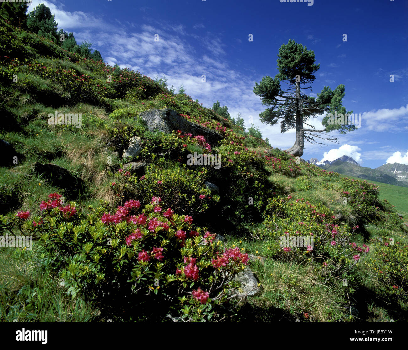 Zirbe hi-res stock photography and images - Alamy