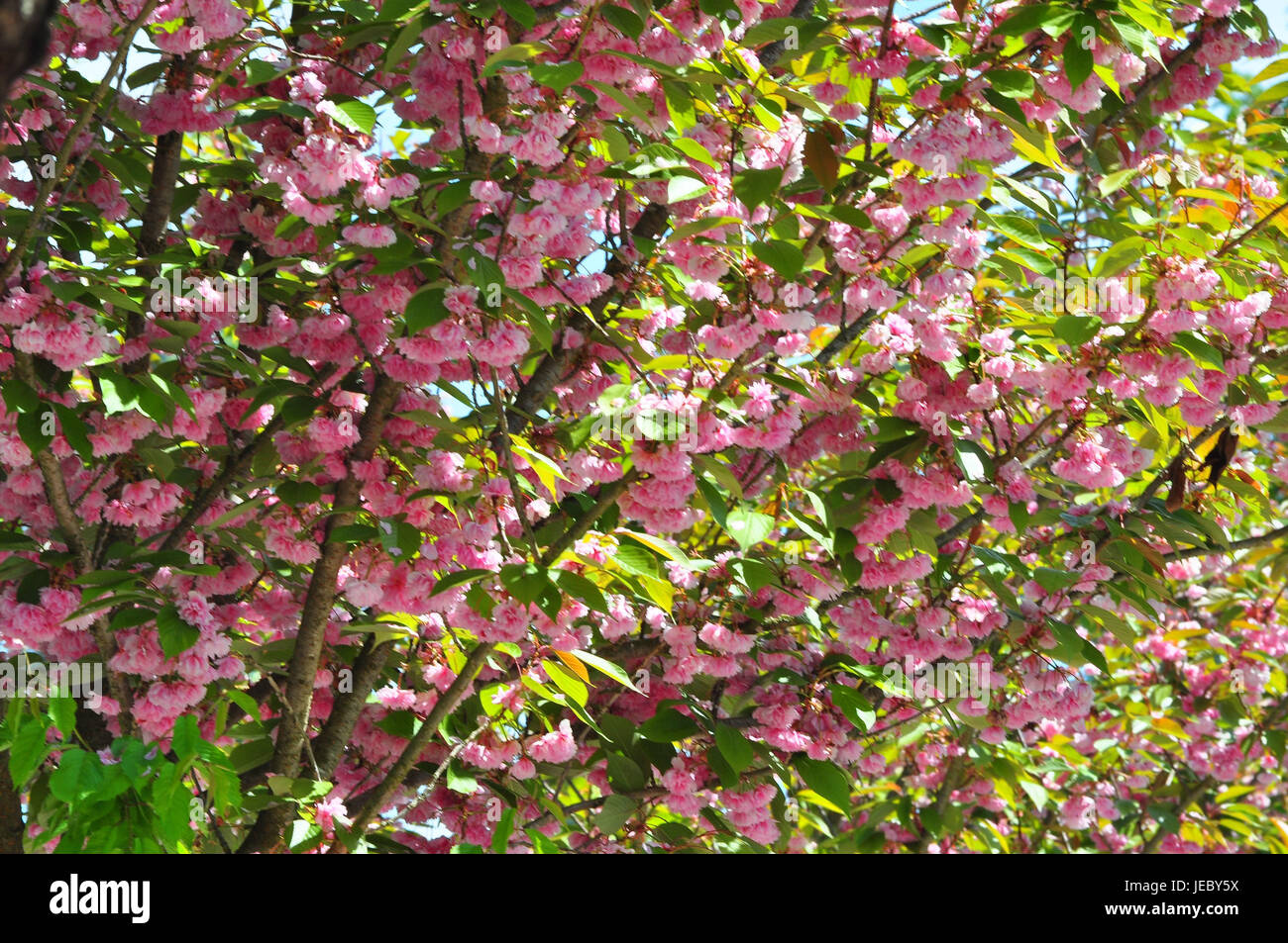 Botany, to ornamental cherry, branches, blossom Stock Photo - Alamy