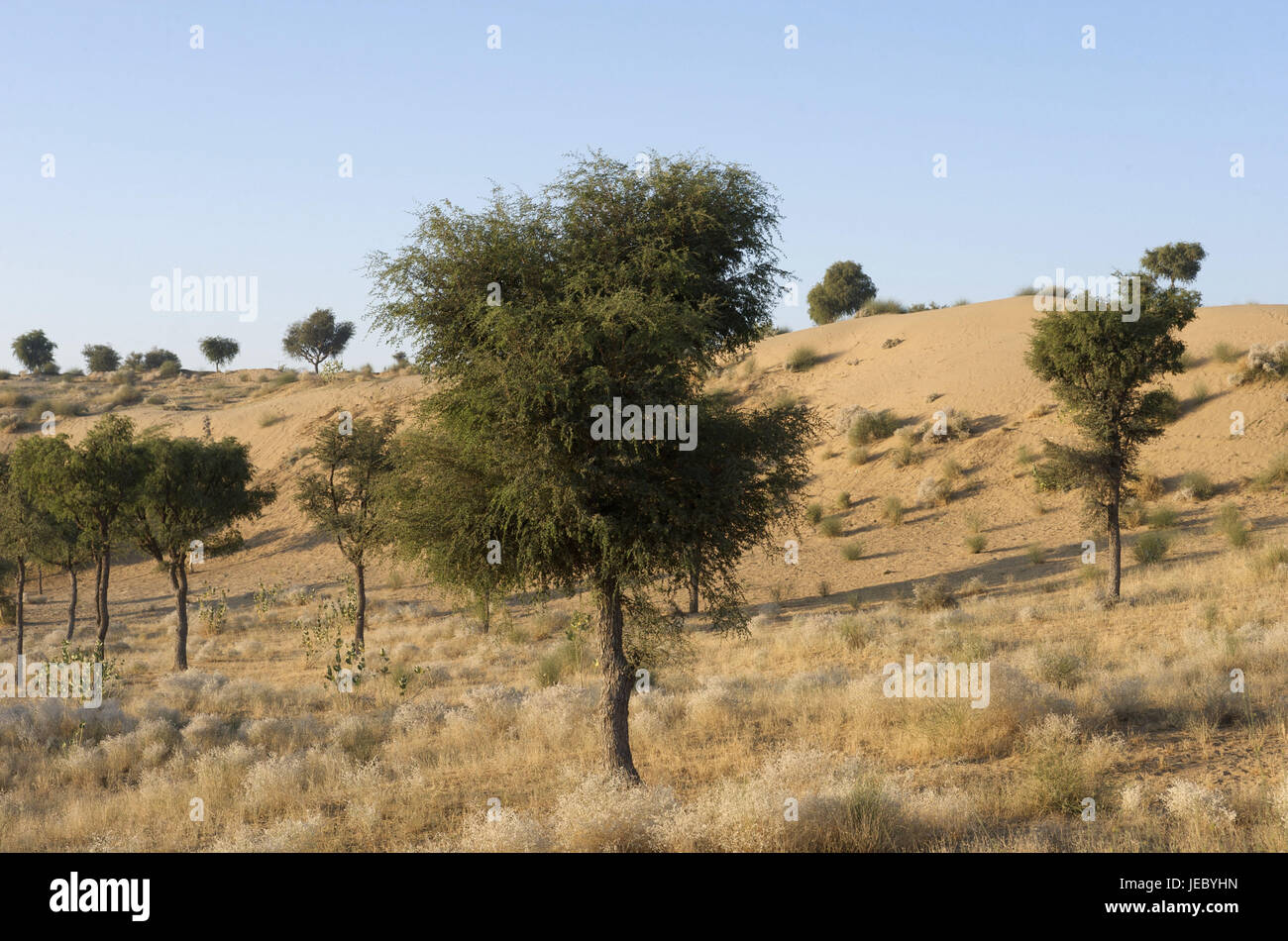 Desert of thar with trees hi-res stock photography and images - Alamy