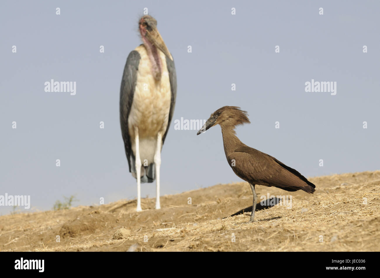 Birds, marabou, howler head, Awassasee, Ethiopia Stock Photo - Alamy