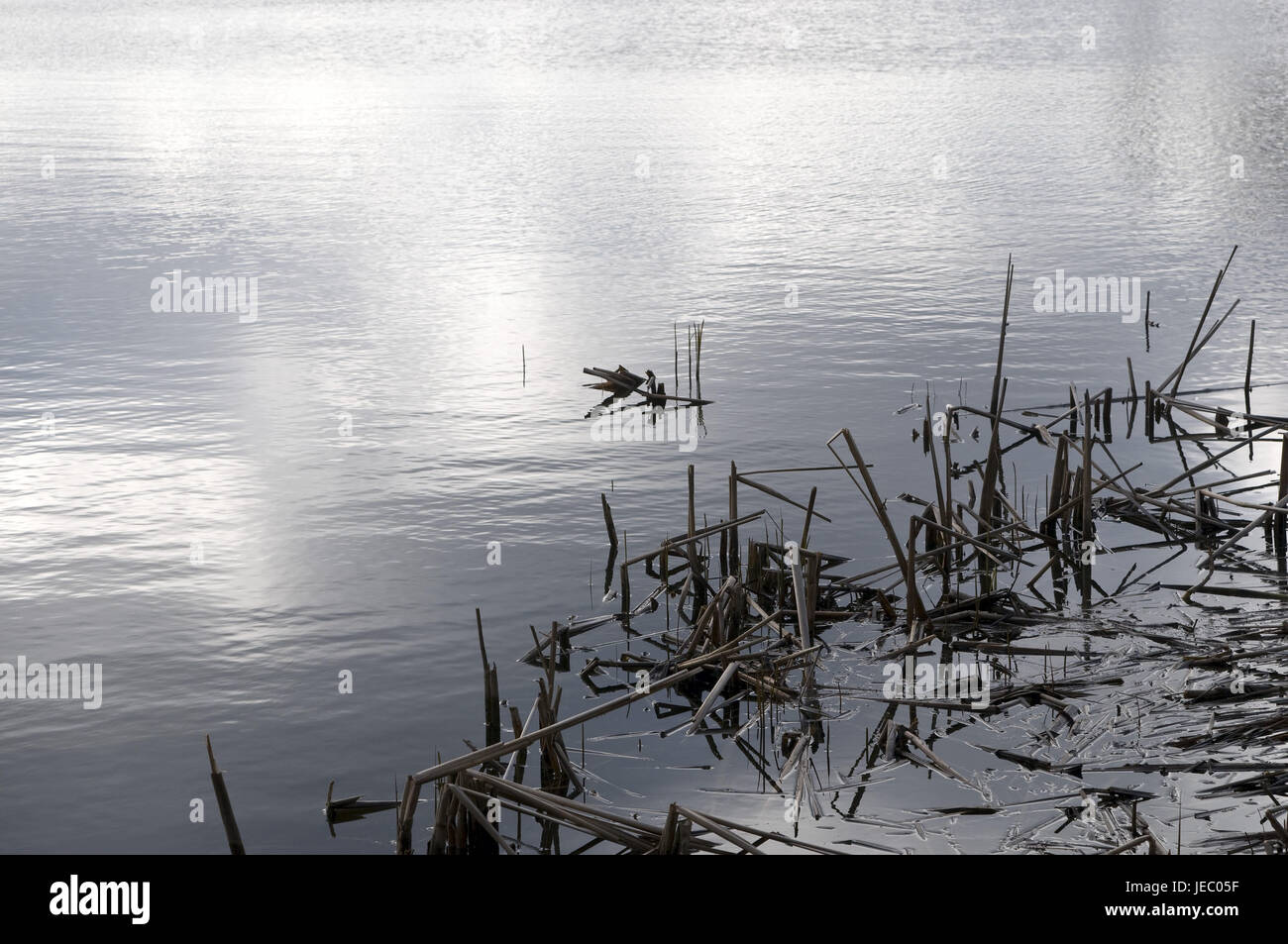 Lakeside rushes hi-res stock photography and images - Alamy