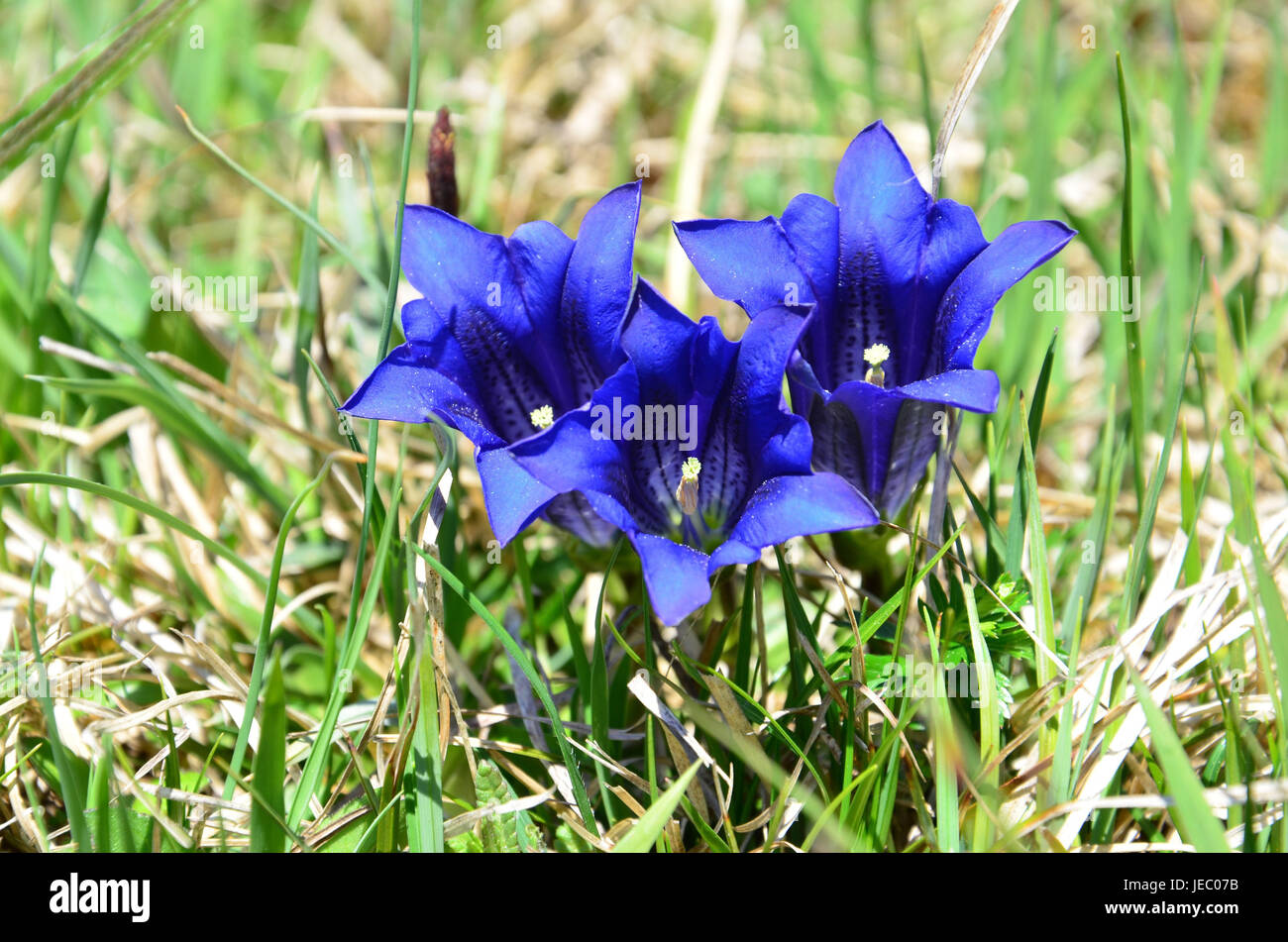 Alp gentian gentiana clusii hi-res stock photography and images - Alamy