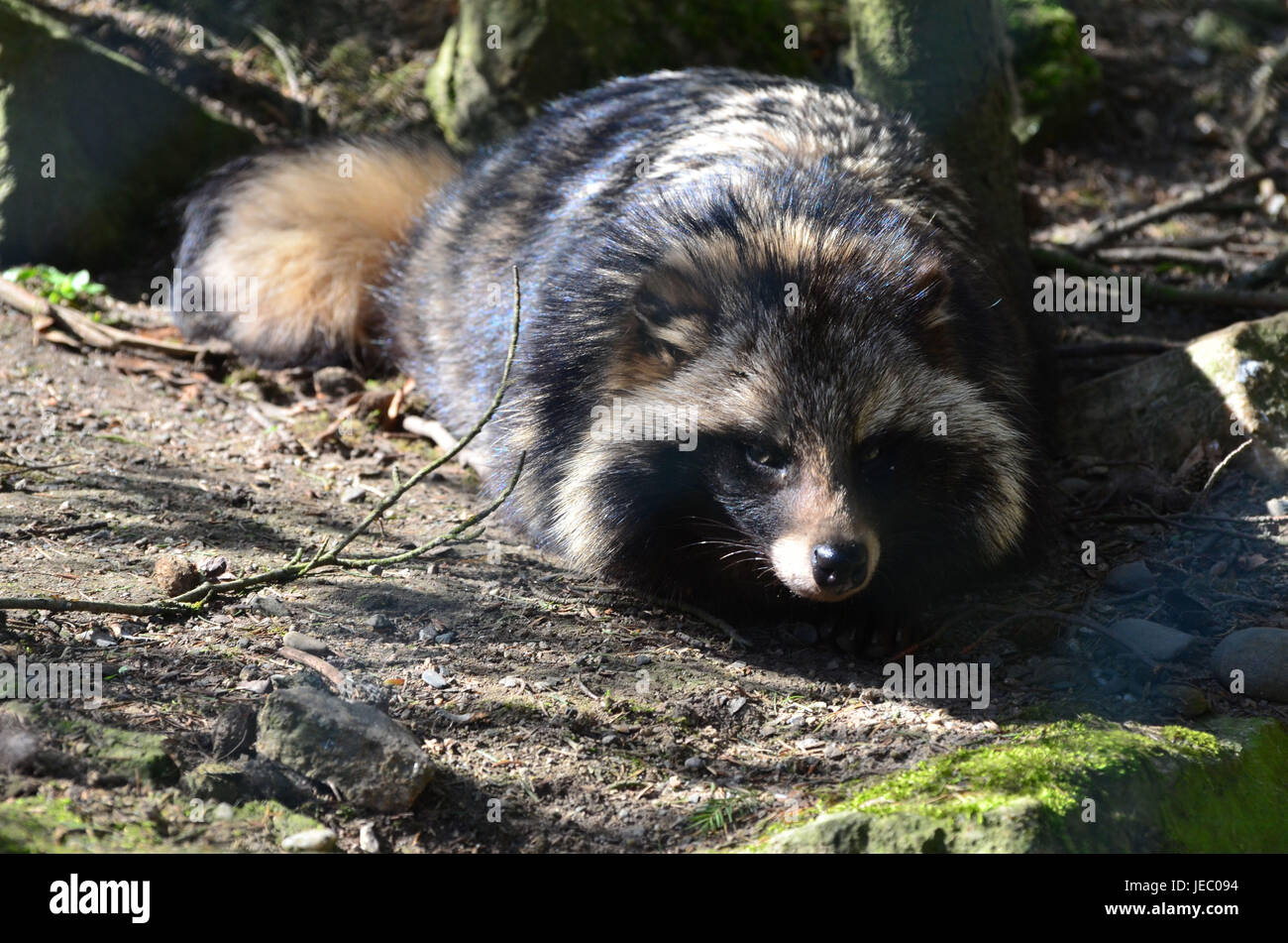 Game enclosure, marten's dog, Nyctereutes procyonoides Stock Photo - Alamy