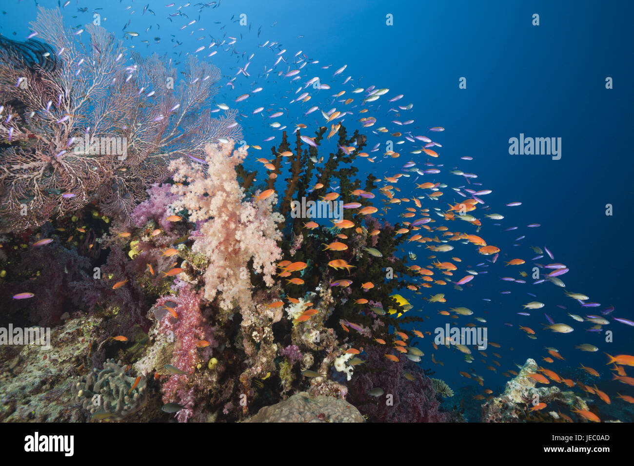 Flag perches in coral reef, Pseudanthias squamipinnis, Namena marine ...
