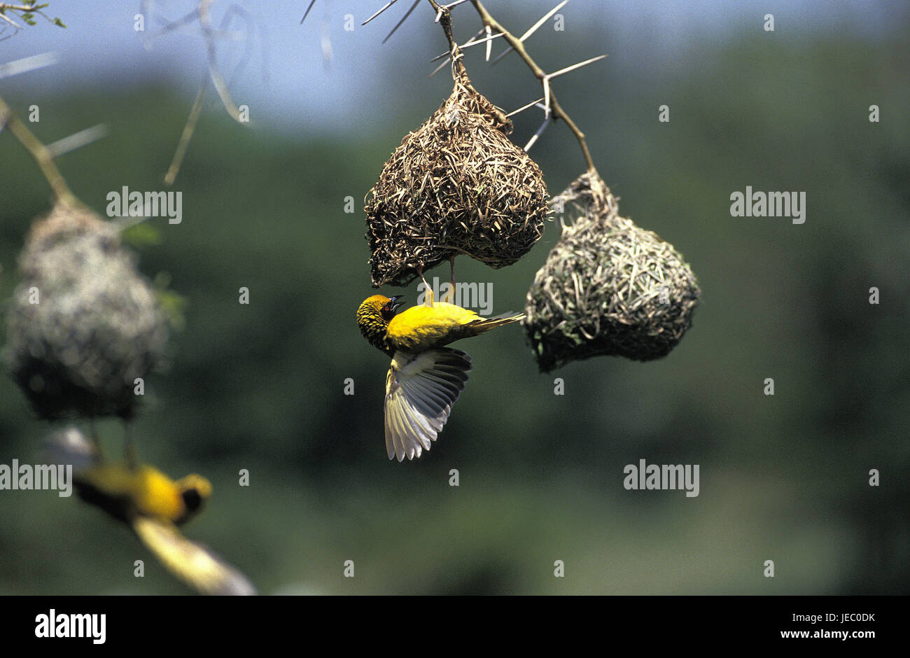 Weaver bird village weavers hi-res stock photography and images - Alamy
