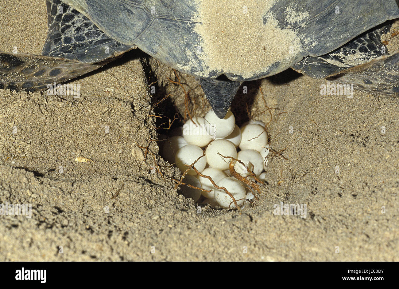 Soup tortoise, Chelonia mydas, females, egg-laying, nest, beach ...