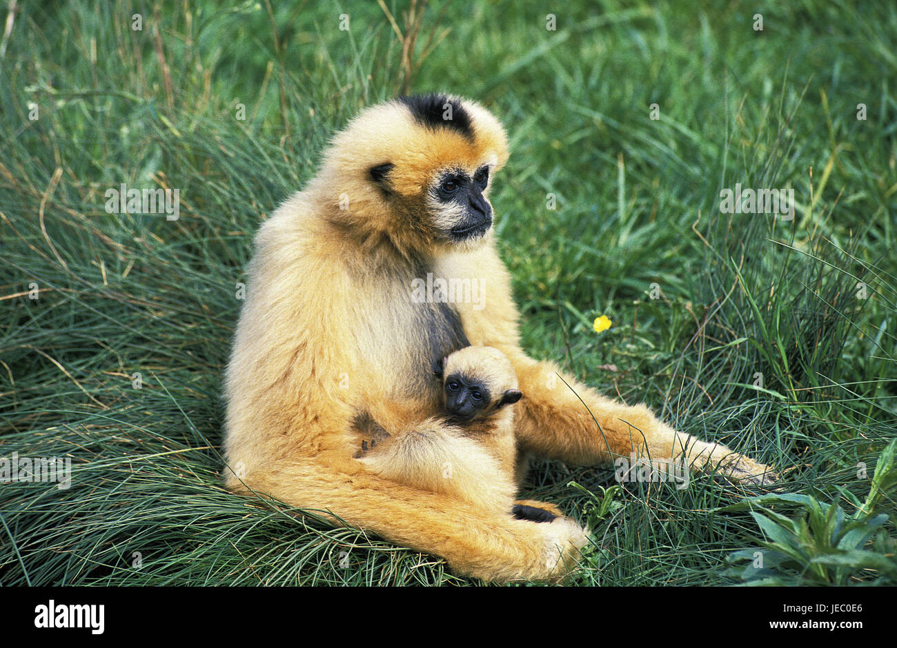 Shock of hair monkey hi-res stock photography and images - Alamy