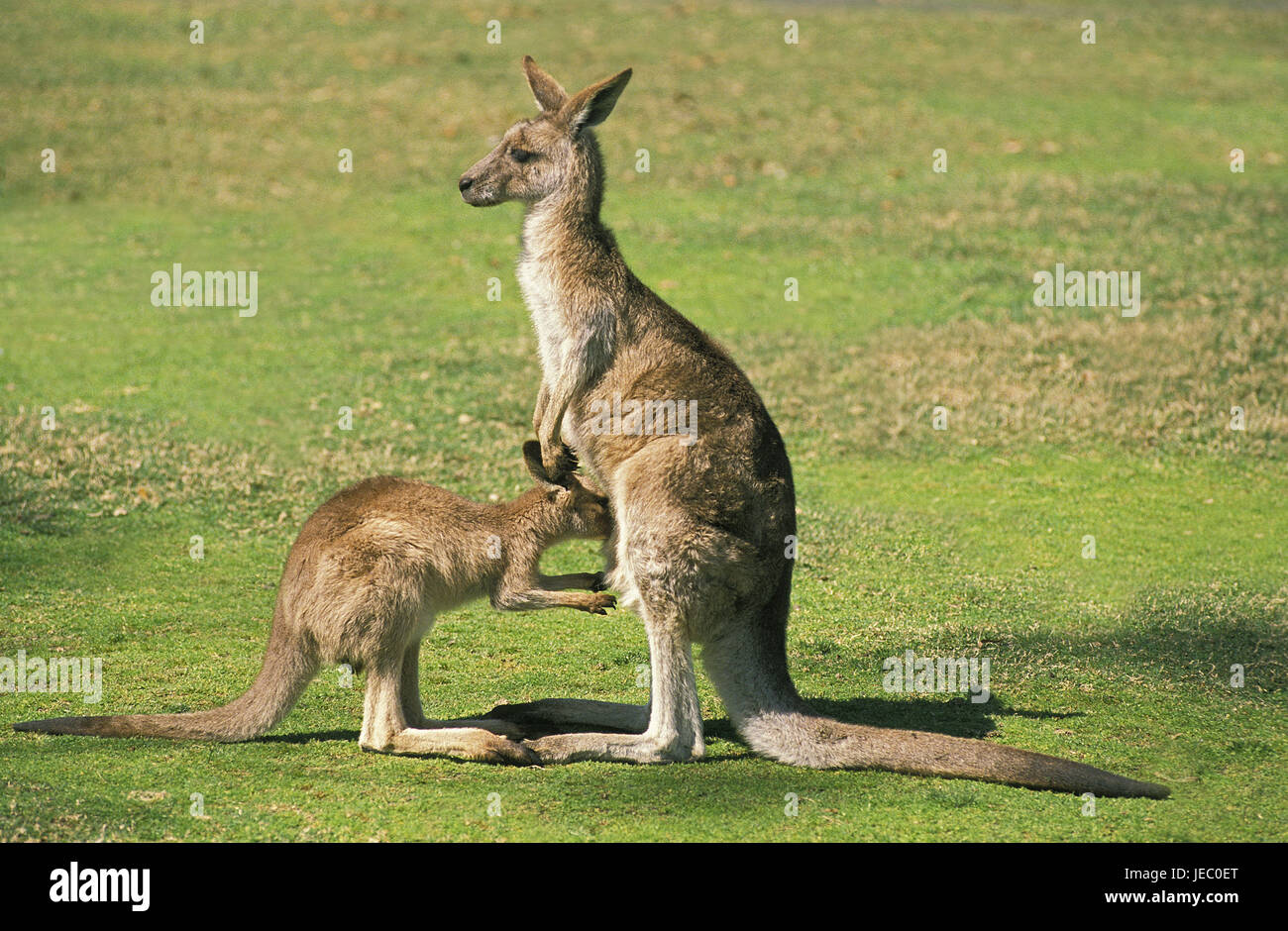 Macropus, eastern grey Riesenkänguru, Macropus giganteus, females ...