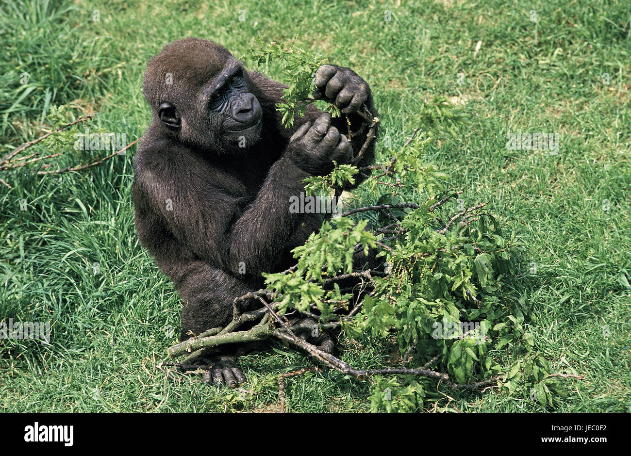Gorilla gorilla graueri hi-res stock photography and images - Alamy