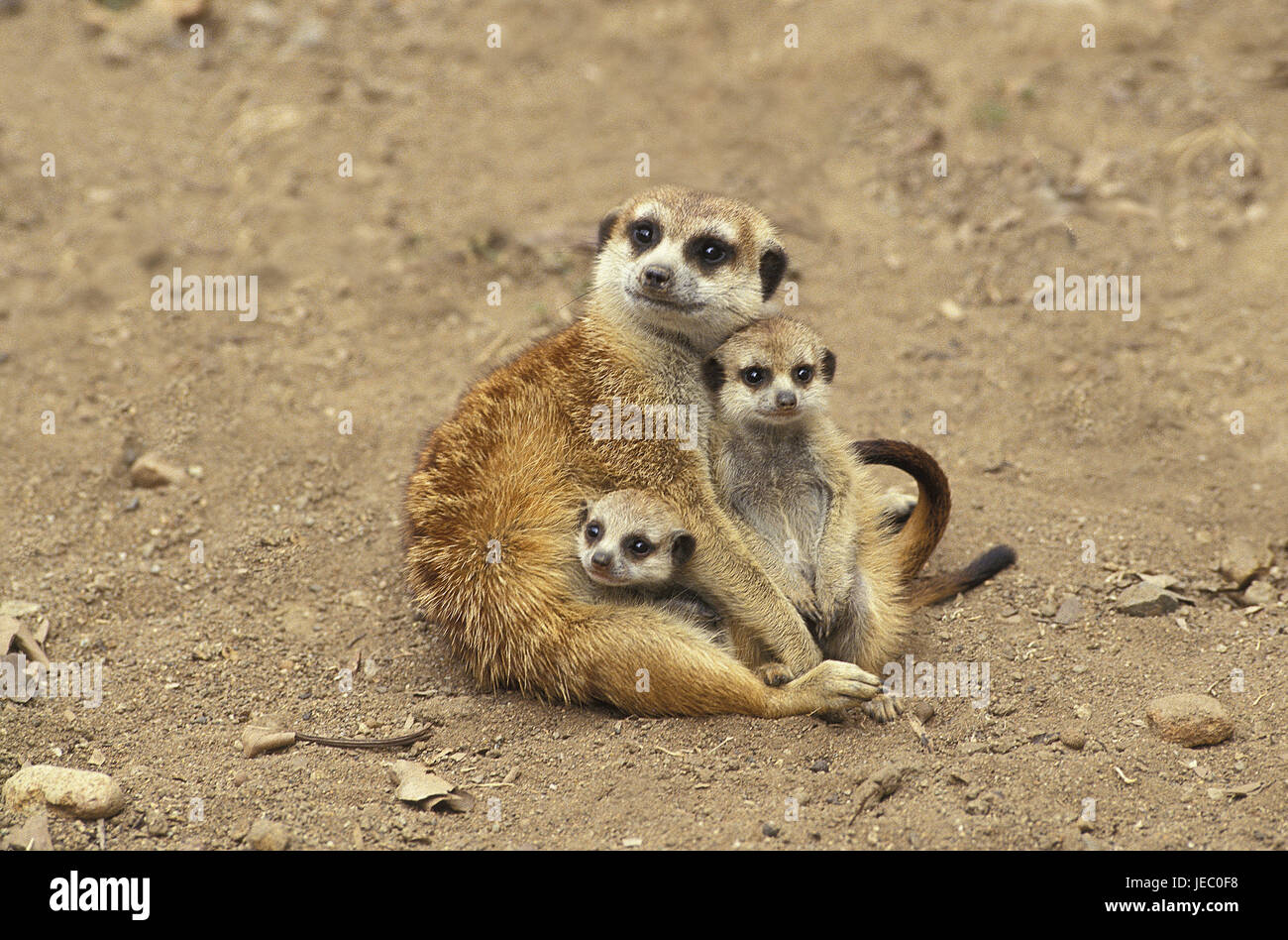 Earth little men, Suricata suricatta, also Surikate, females, young ...