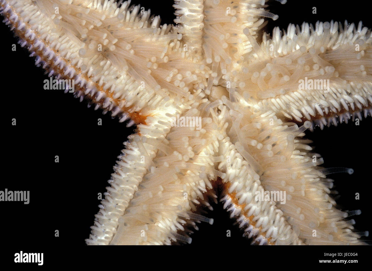 Starfish, bottom side, close up Stock Photo - Alamy