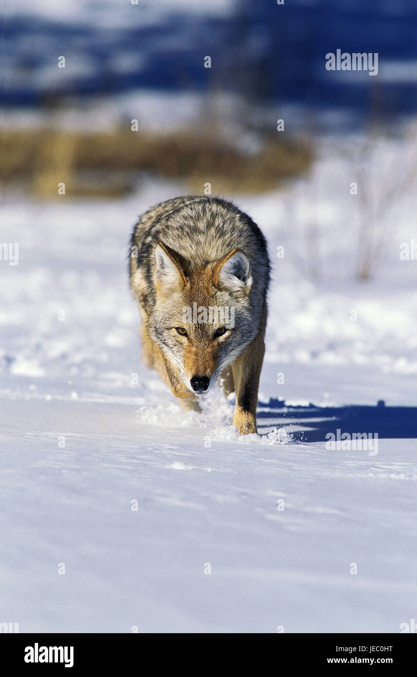Coyote, Canis latrans, North American prairie wolf, adult animal, snow ...