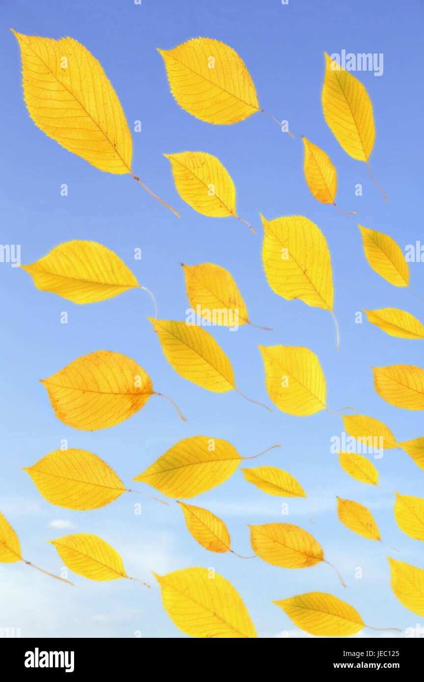 overhung autumn foliage Stock Photo - Alamy