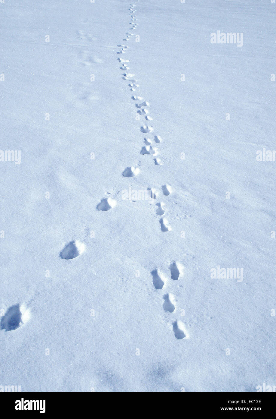 Deer tracks in snow hi-res stock photography and images - Alamy