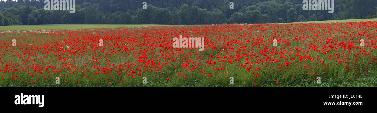 Poppy seed field Stock Photo - Alamy