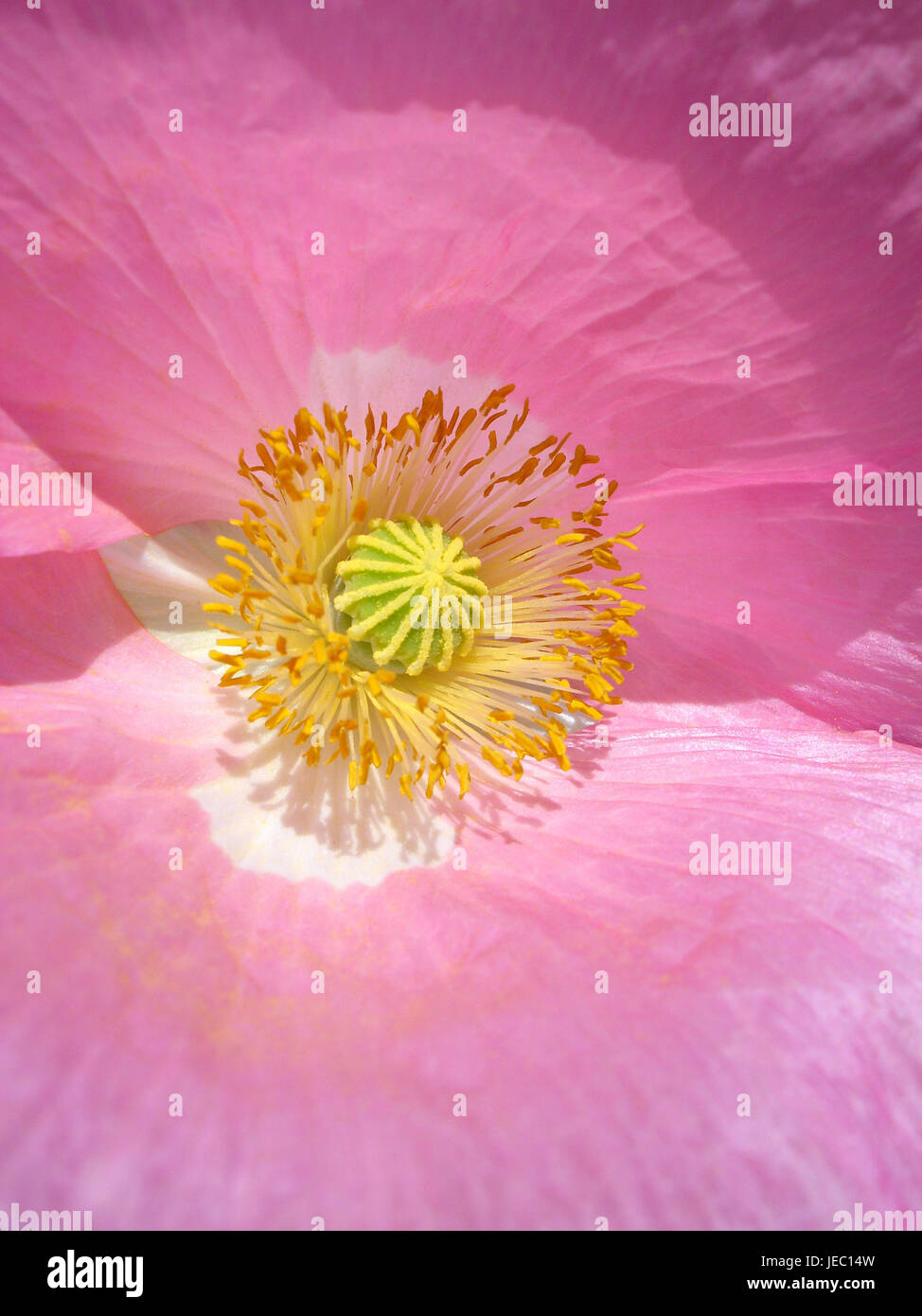 Fire poppy seed hi-res stock photography and images - Alamy