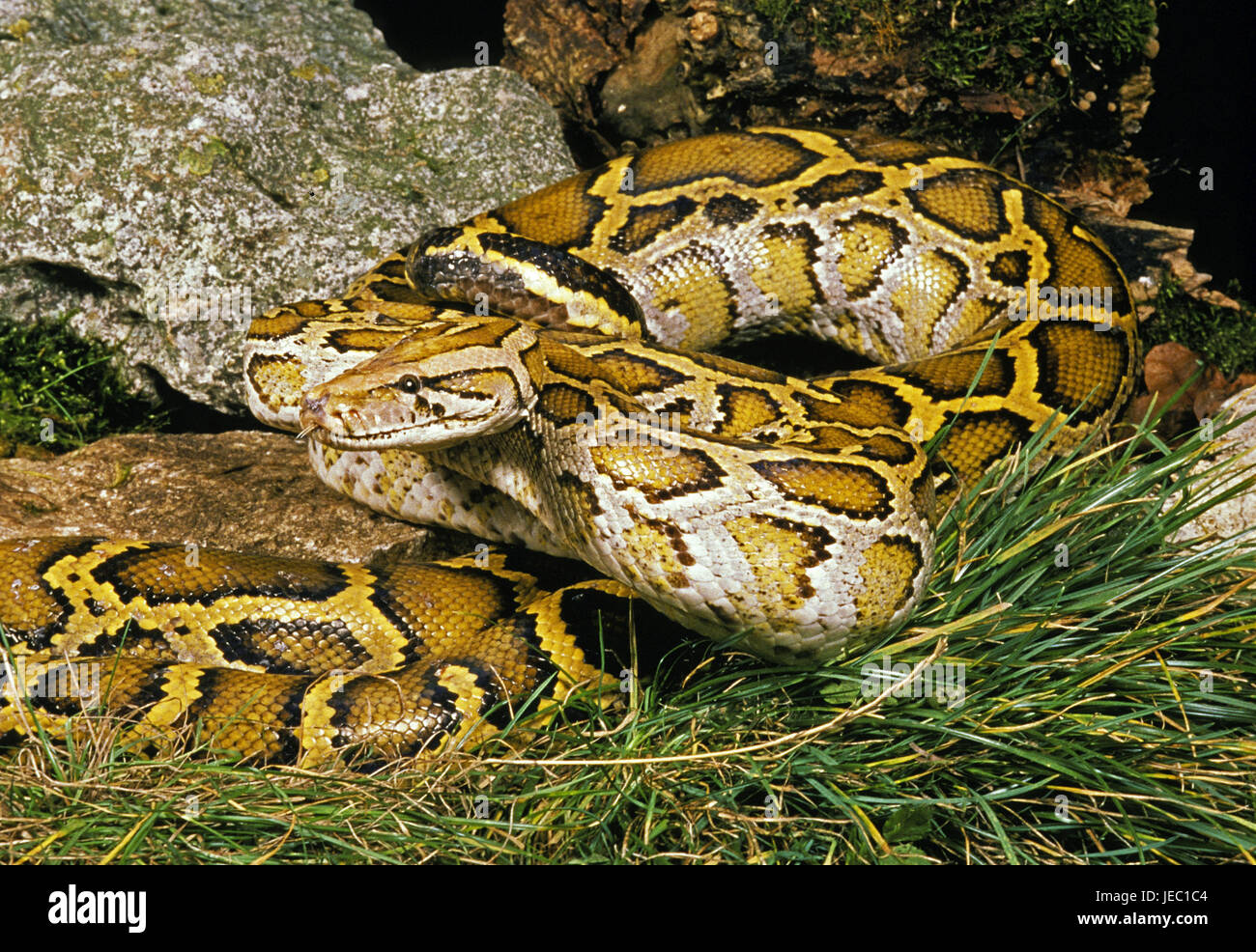 Tigers hi-res stock photography and images - Alamy