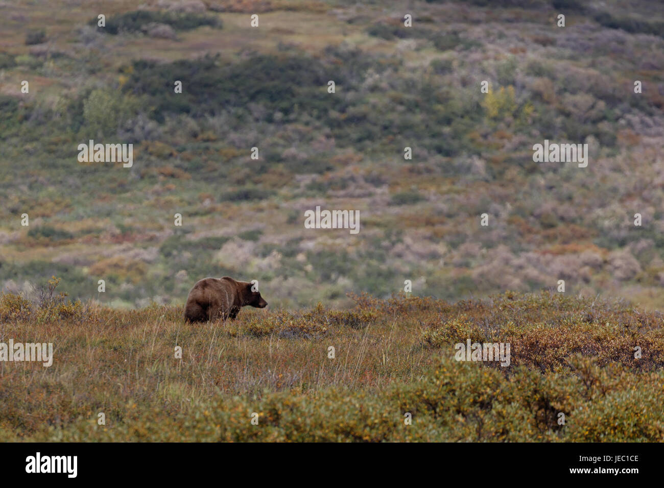 Single brown grizzly bear wanders on tundra Stock Photo - Alamy